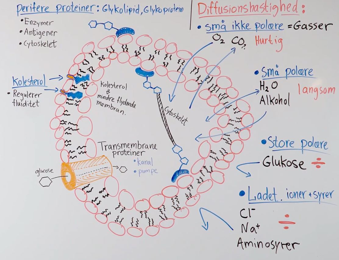 Cellemembran: Fosfolipider og diffusion i Celler | Undervisningslokalet
