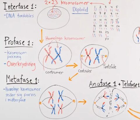 Meiose Forklaring | Undervisningslokalet