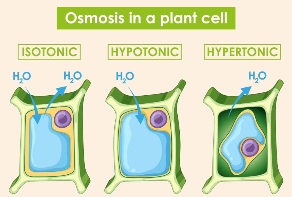 Osmose Forklaret | Undervisningslokalet