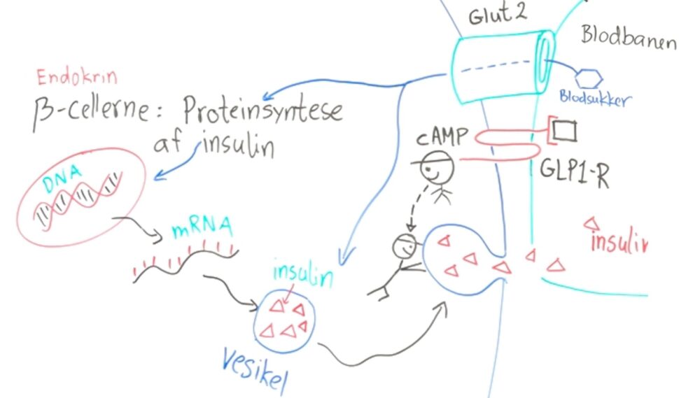 Wegovy: biologisk forklaring virkning af Wegovy og GLP1 ...