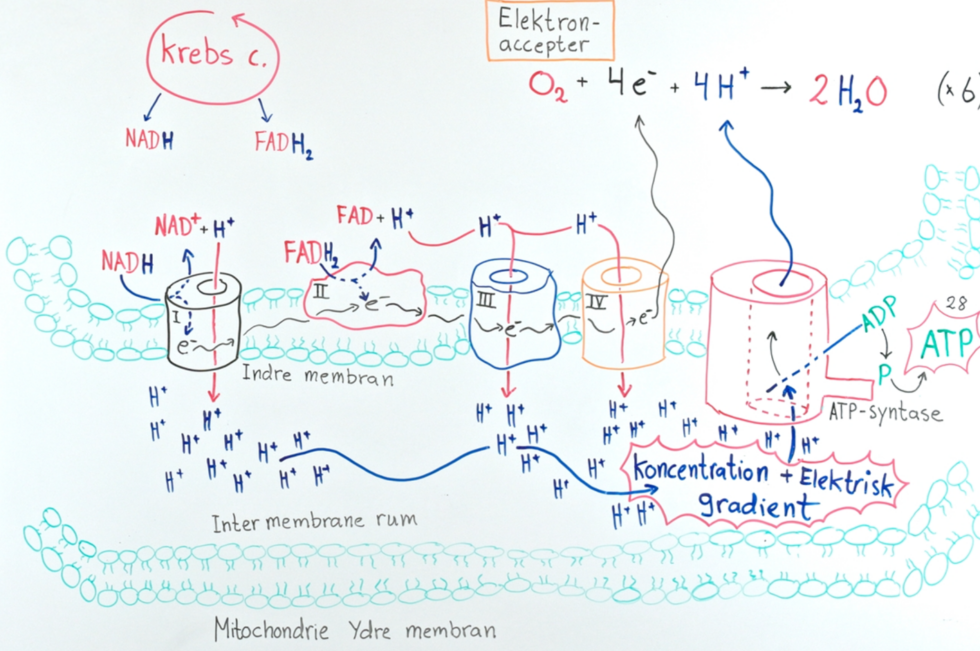 Elektrontransportkæden / Respirationskæden | Undervisningslokalet