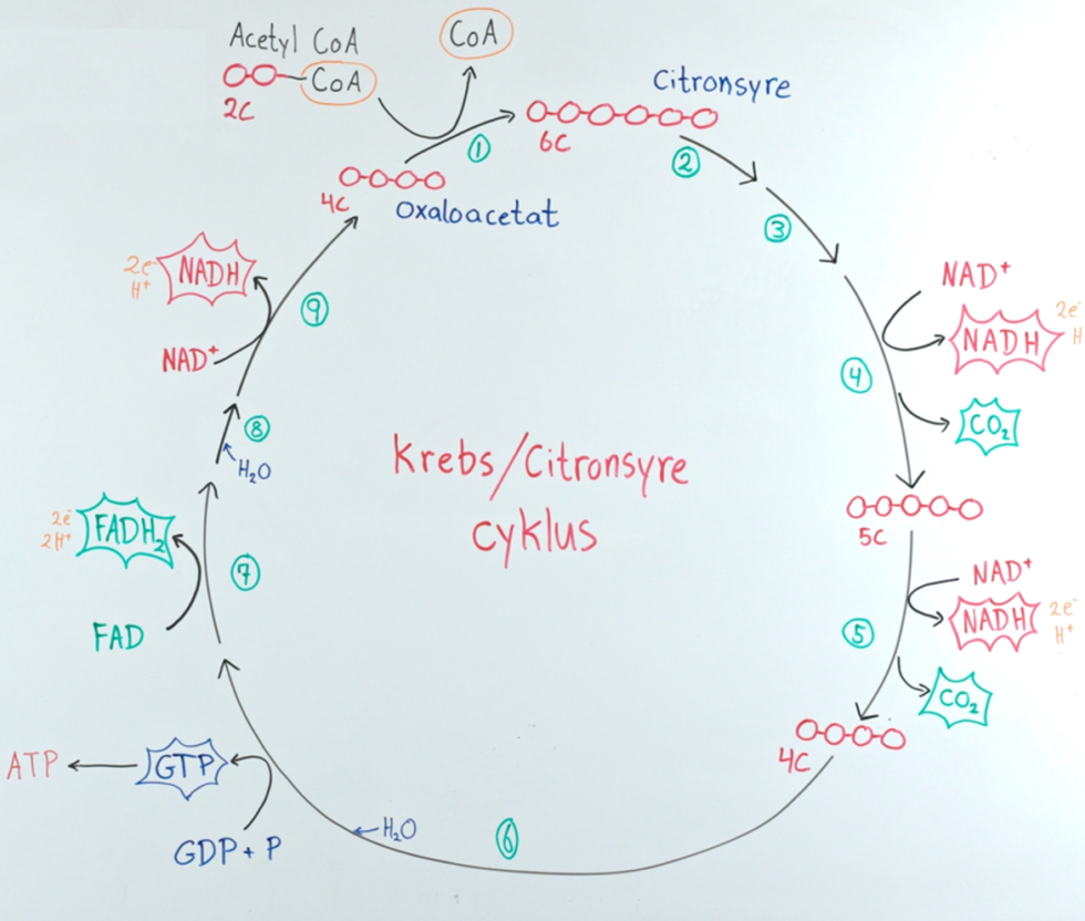 Krebs Cyklus / Citronsyrecyklus | Undervisningslokalet